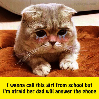 50+ Crying Cat Meme Free Download