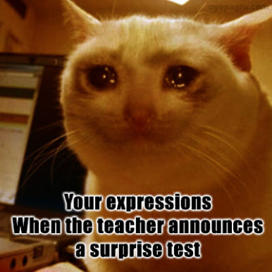 50+ Crying Cat Meme Free Download